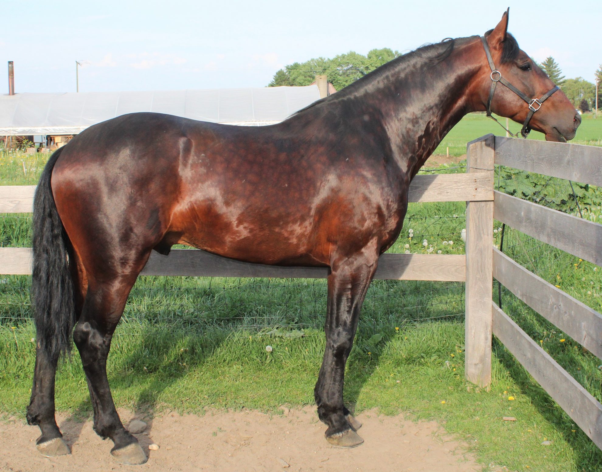 Stallions at Stud – CBHSNA